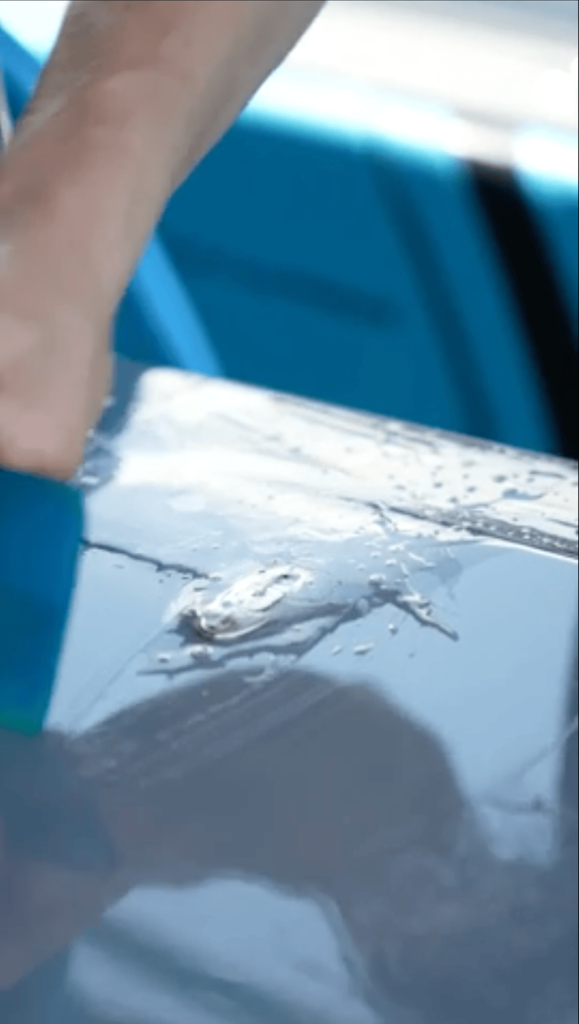 XPEL Marine Protection